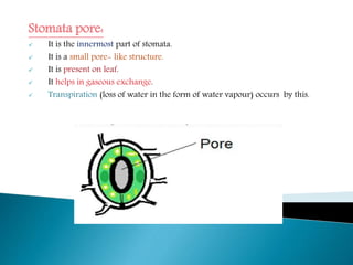 Stomata ppt | PPTX