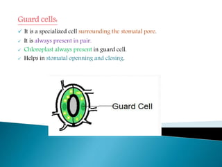 Stomata ppt | PPTX