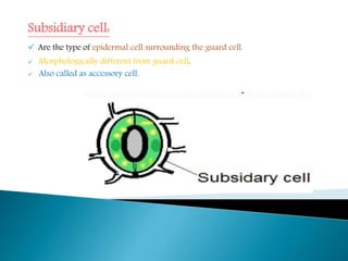 Stomata ppt | PPTX