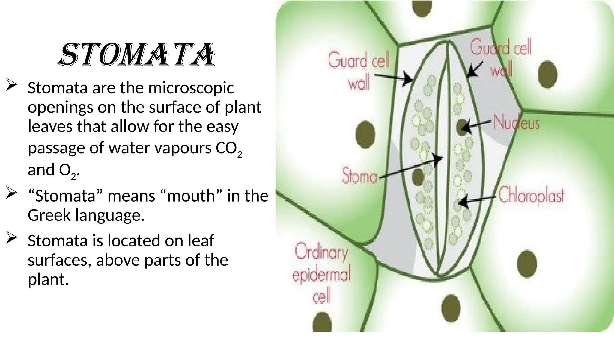 STOMATA PROJECT Kiaan Dani 7A for science.pptx