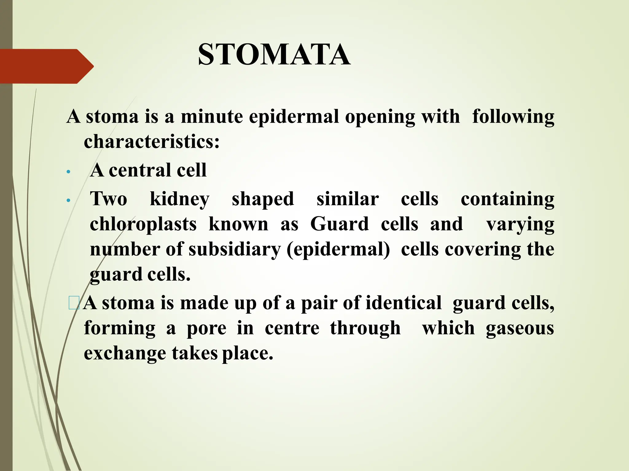 Stomata Types.pptx