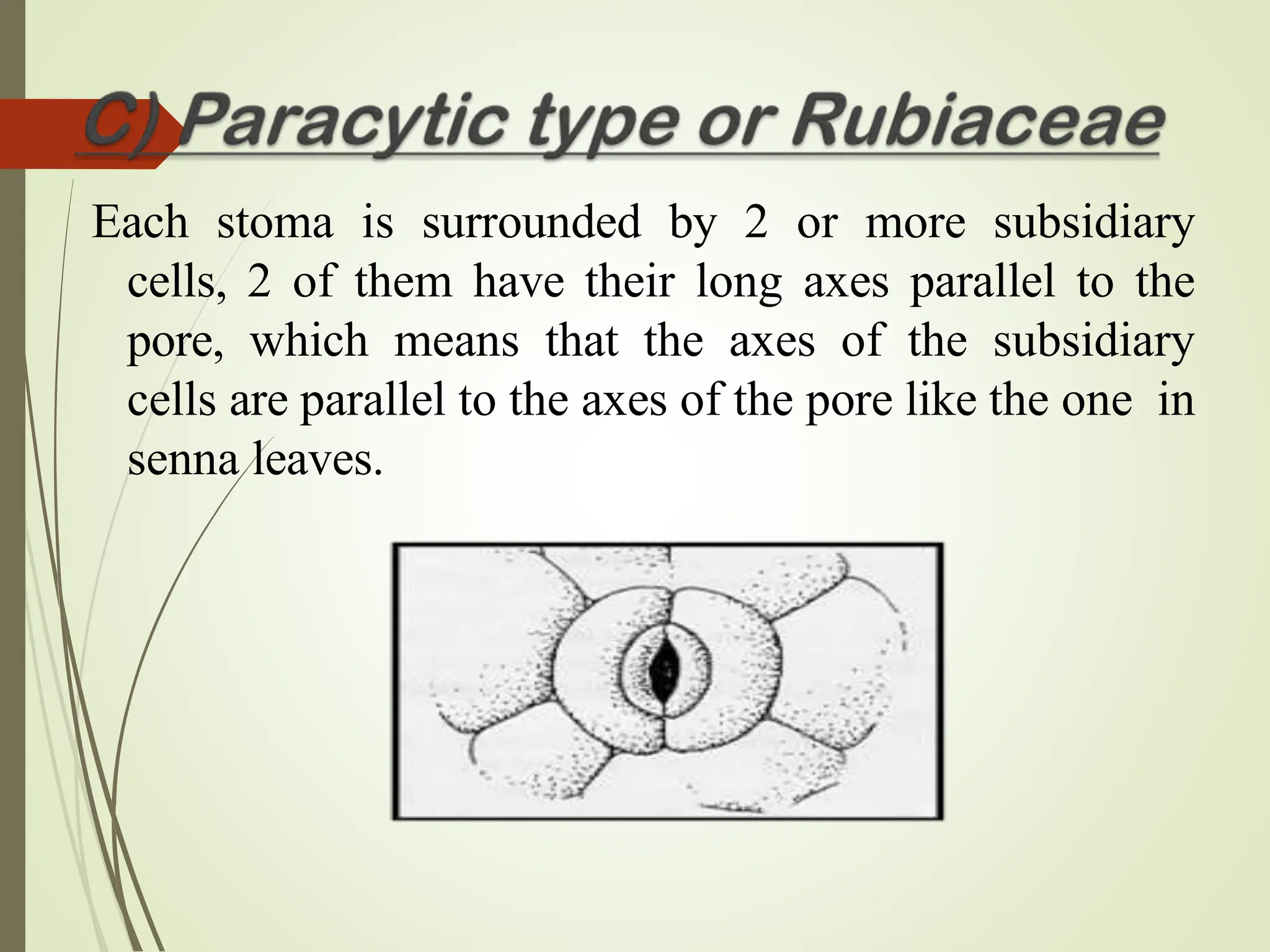 Stomata Types.pptx