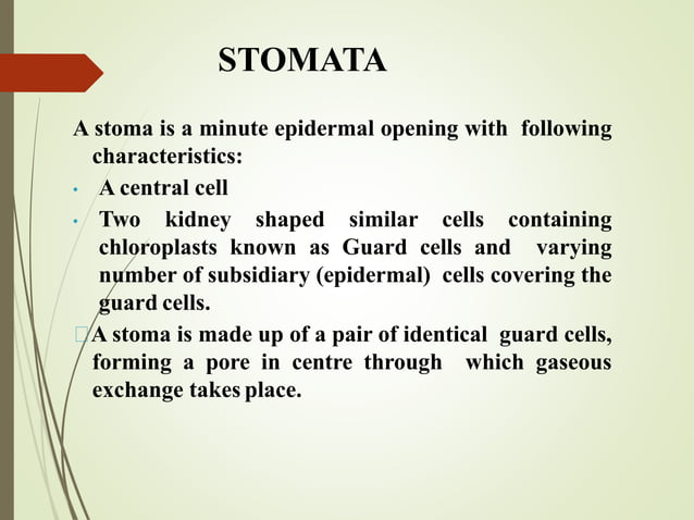 Stomata Types.pptx | Gardening | Home & Garden