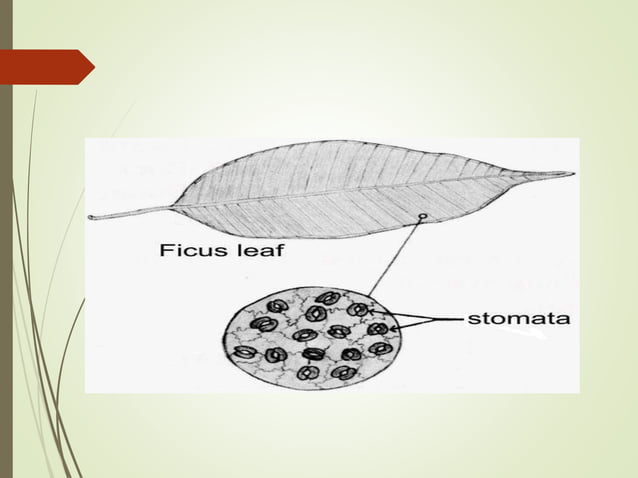 Stomata Types.pptx | Gardening | Home & Garden