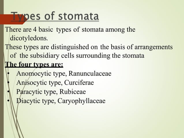 Stomata Types.pptx | Gardening | Home & Garden