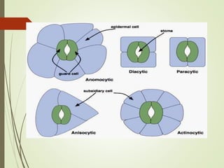 Stomata Types.pptx