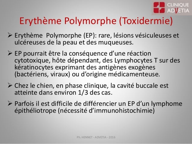 Stomatite ulcéreuse chez le chien - ADVETIA