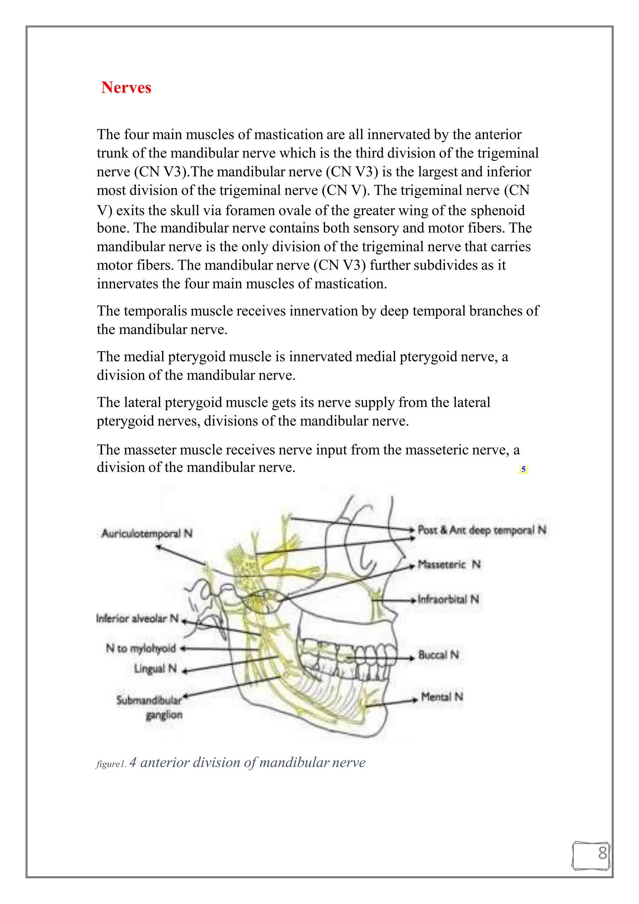 Stomato muscles of mastication dr ahmed reda | PPTX
