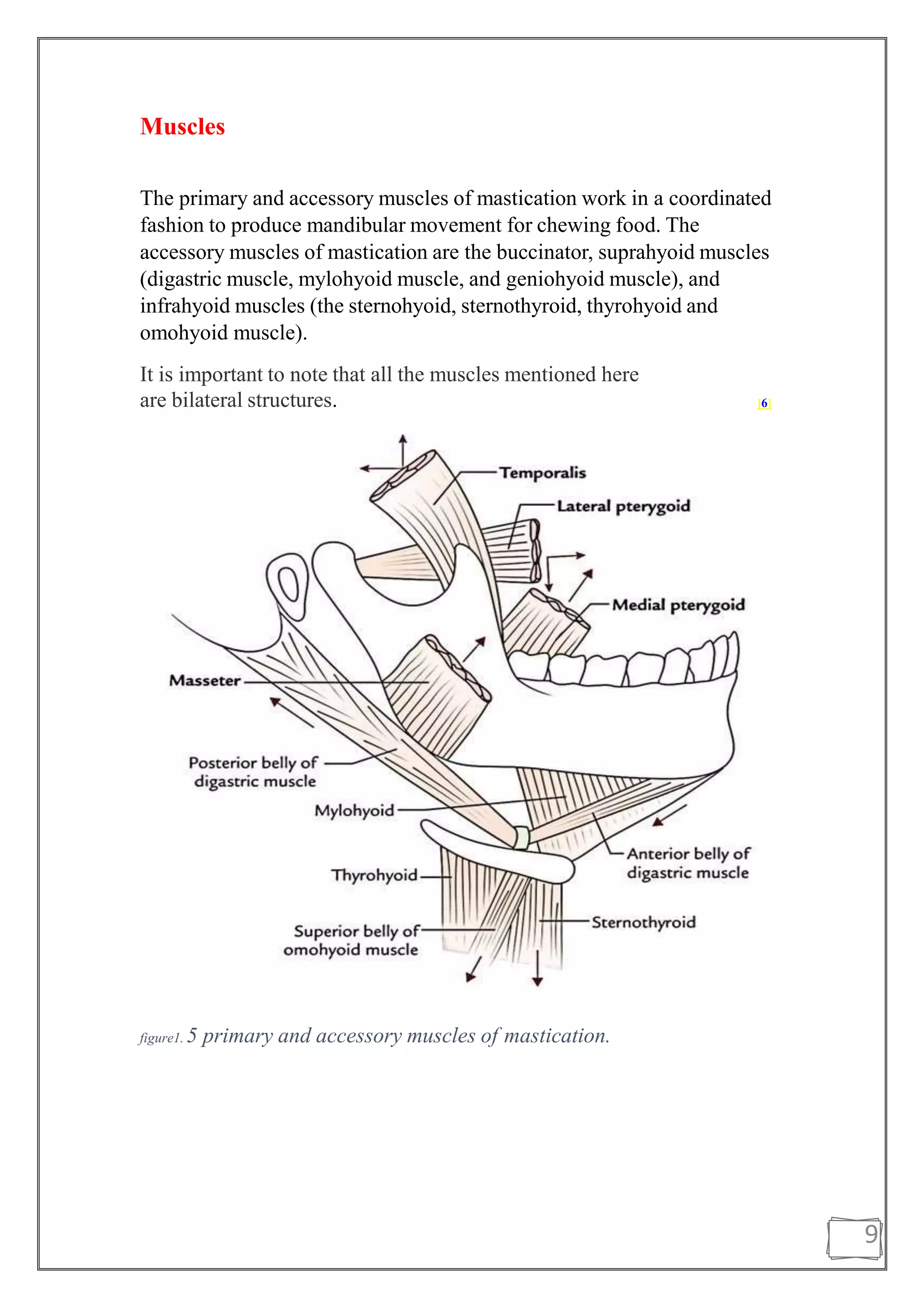 Stomato muscles of mastication dr ahmed reda | PPTX