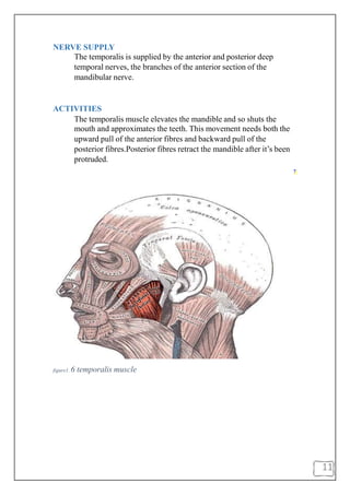 Stomato muscles of mastication dr ahmed reda | PDF