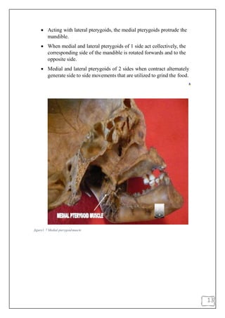Stomato muscles of mastication dr ahmed reda | PDF
