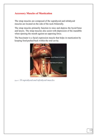 Stomato muscles of mastication dr ahmed reda | PDF
