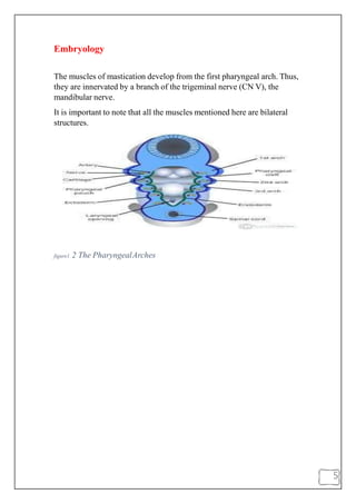 Stomato muscles of mastication dr ahmed reda | PDF
