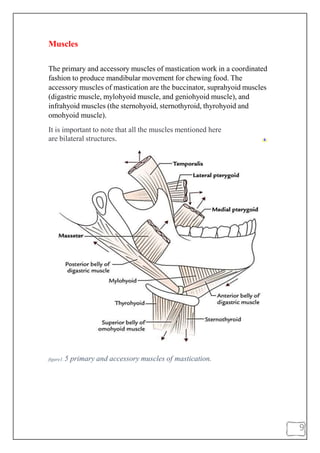 Stomato muscles of mastication dr ahmed reda | PDF