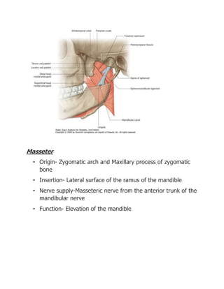 Stomatognathic system | DOCX