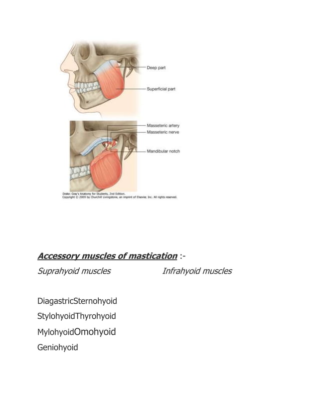 Stomatognathic system | PDF