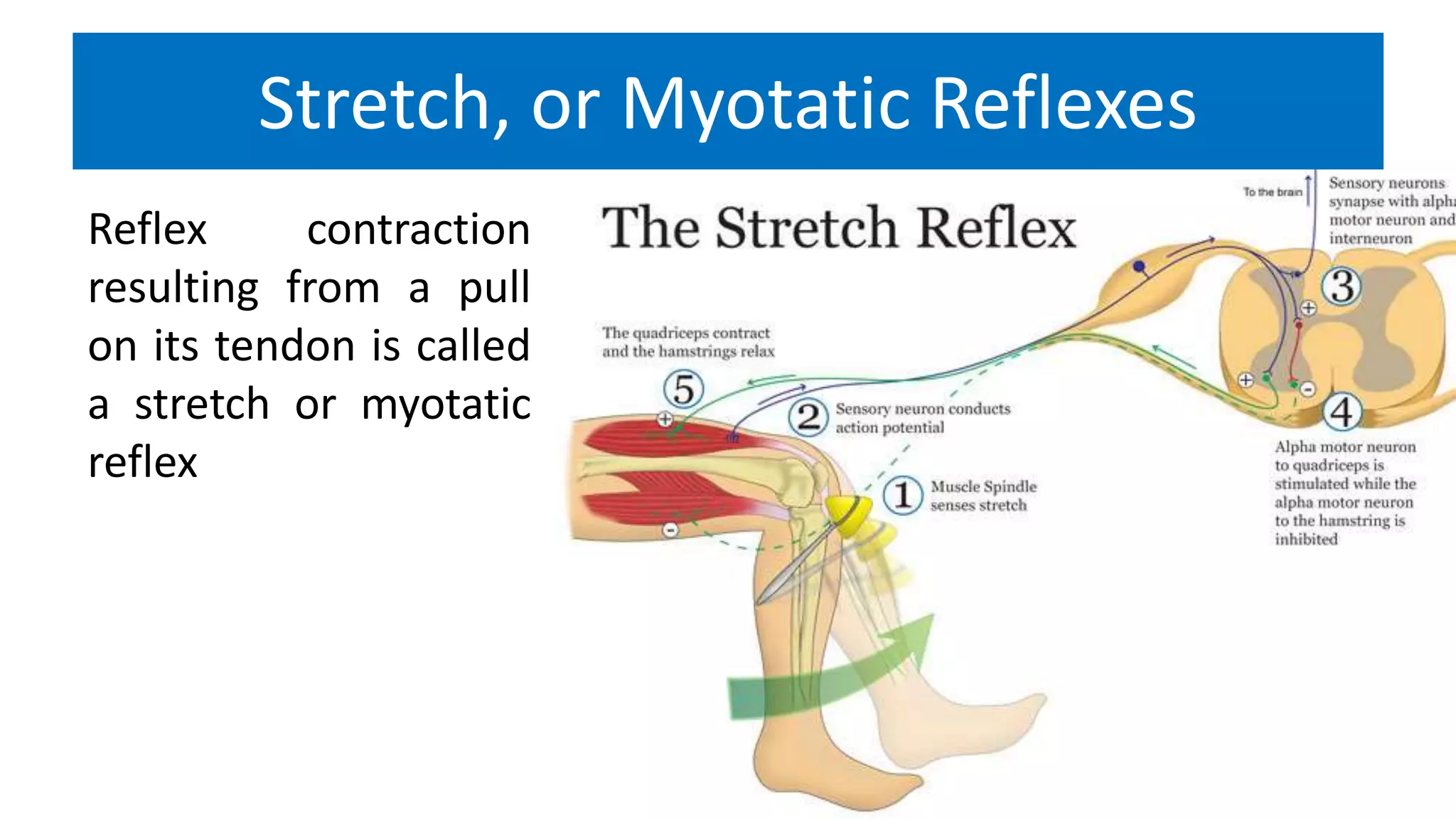 STOMATOGNATHIC SYSTEM - FINAL.pptx
