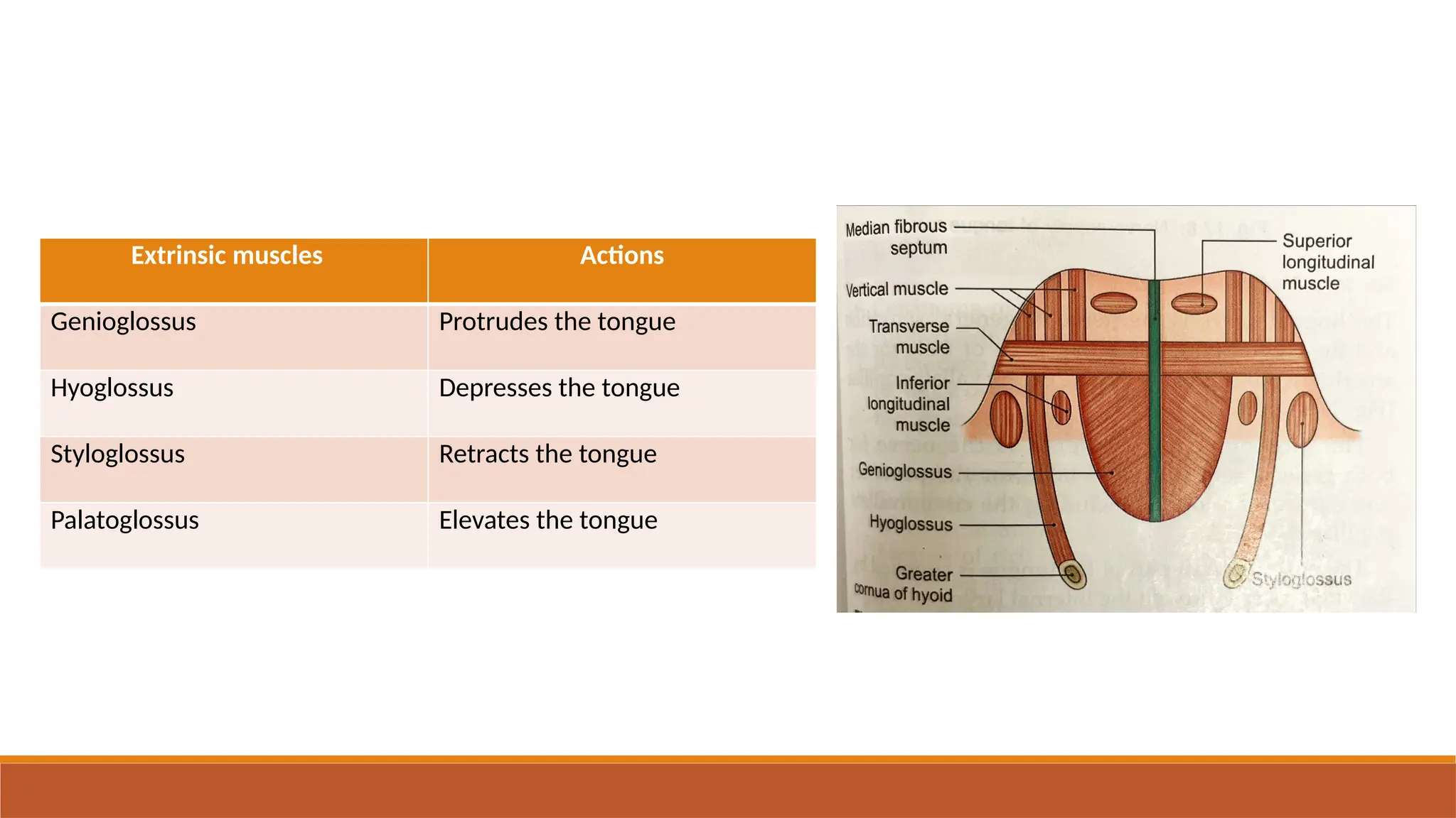 Stomatognathic system .pptx Salzmann’s defined, the interdependence of ...