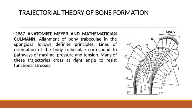 Stomatognathic system .pptx Salzmann’s defined, the interdependence of ...