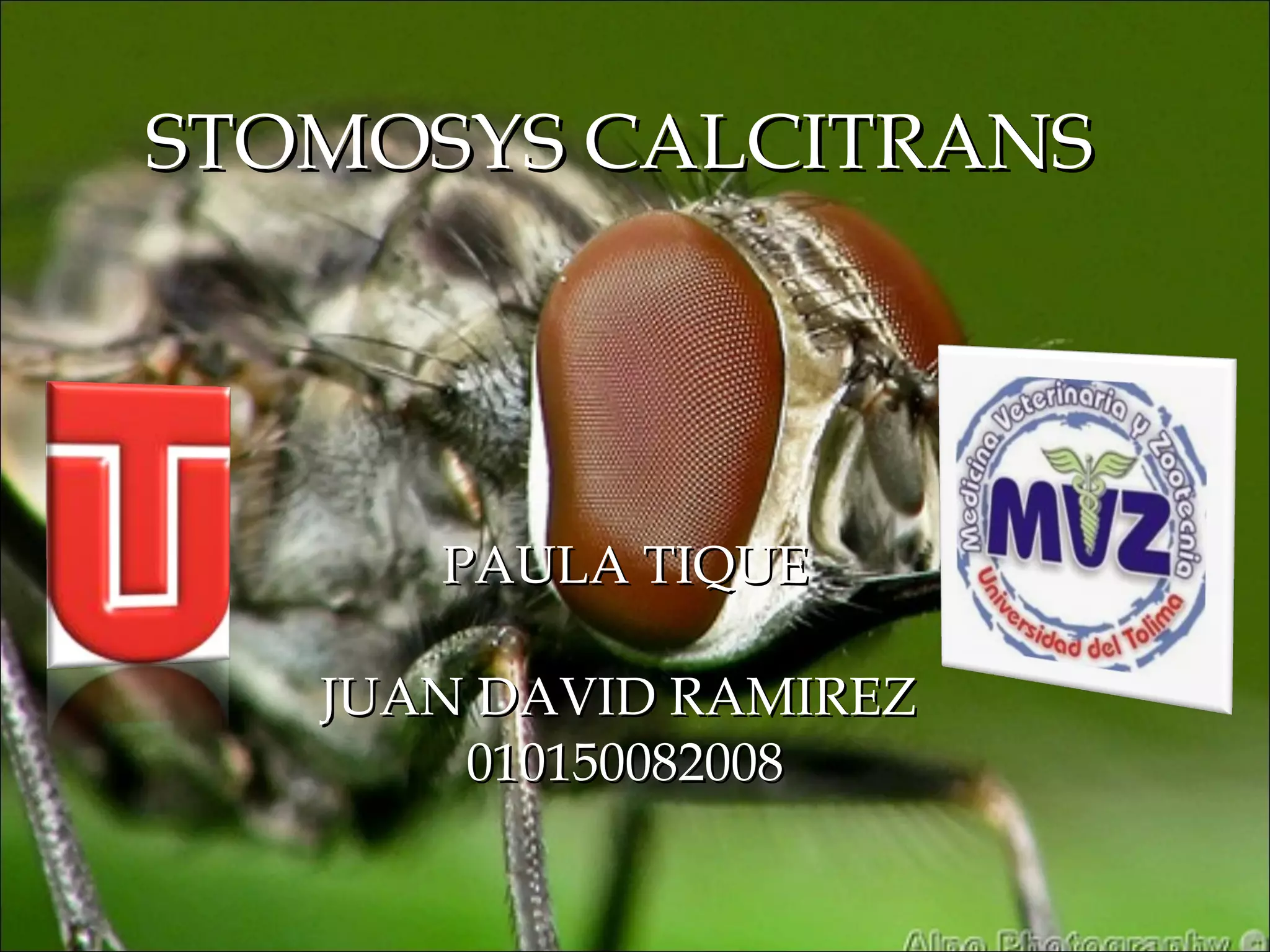 Stomoxys calcitrans | PPT