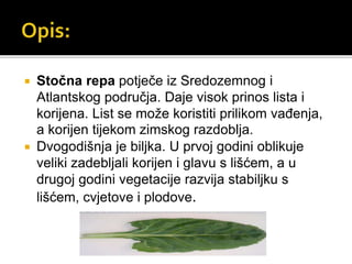 Stočna repa | PPT