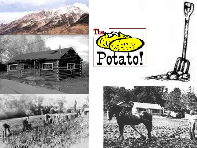 Stone-Fox-pacing and introductionpresentation | PPT