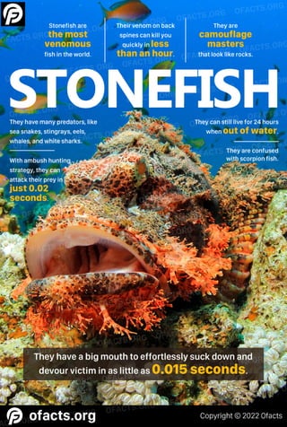 Stonefish facts | PDF