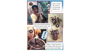 Stone Grafting level 4 semester II i.pdf