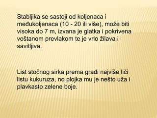Stočni sirak | PPTX