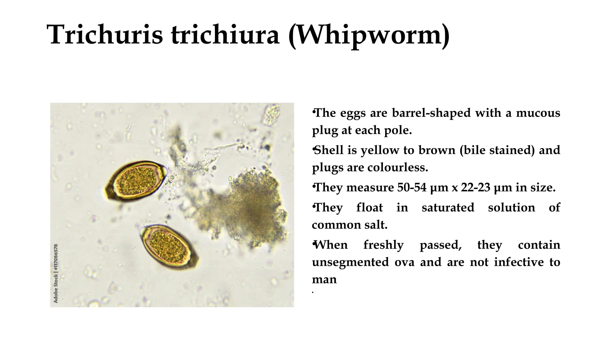 Stool exam ppt for microbiology purpose overview pptx | PPTX