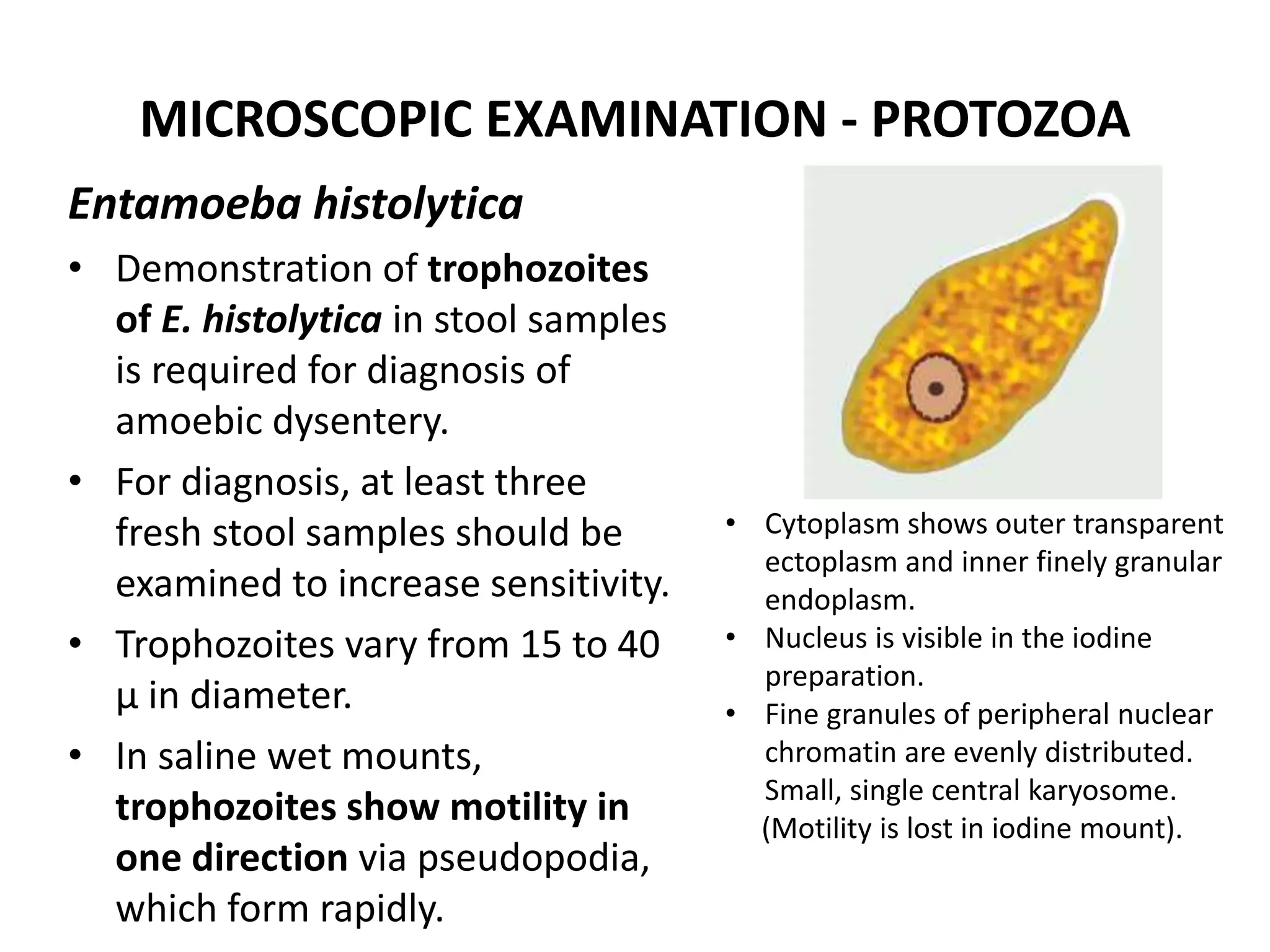 Stool Examination | PPTX