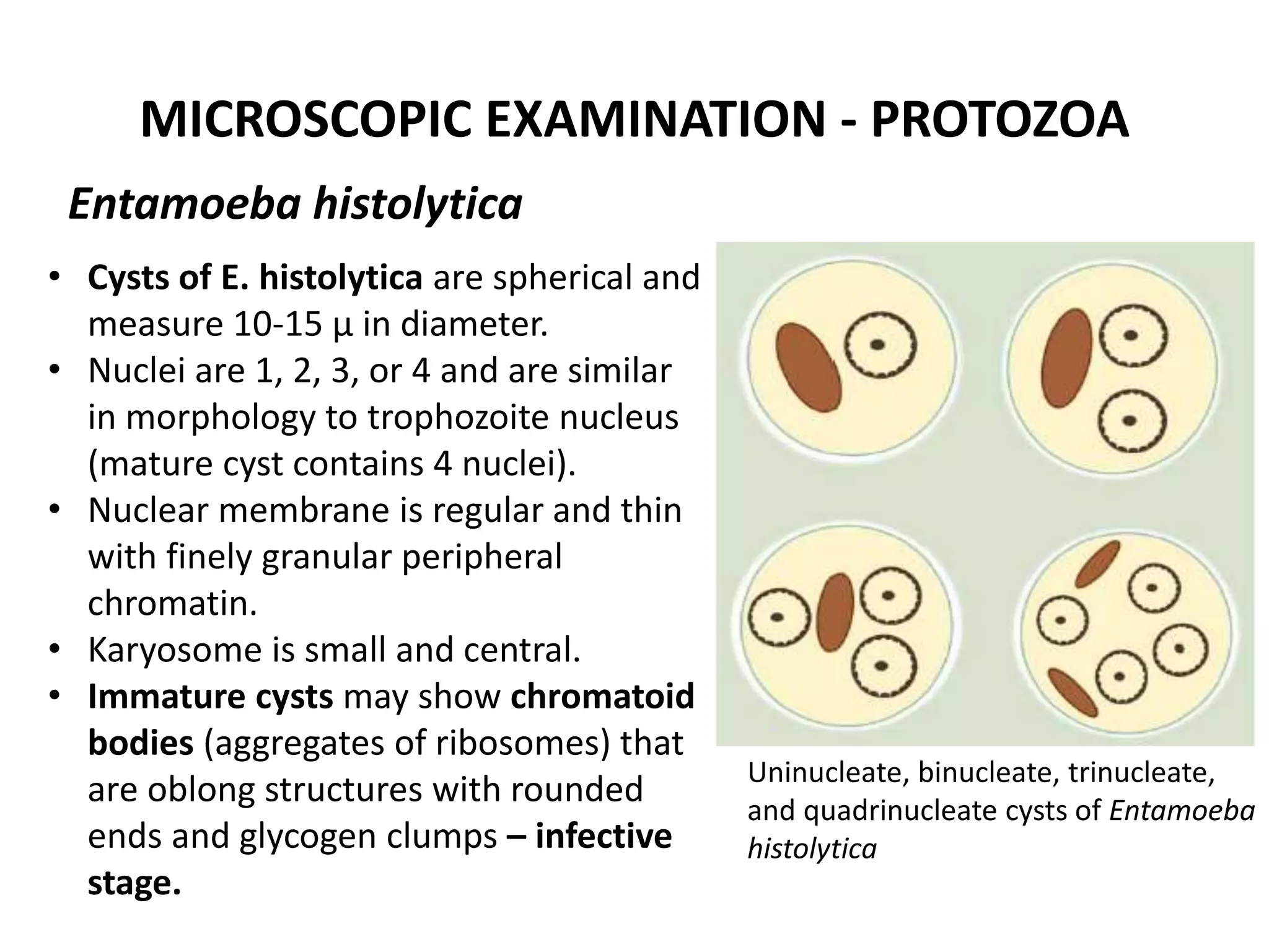 Stool Examination | PPTX