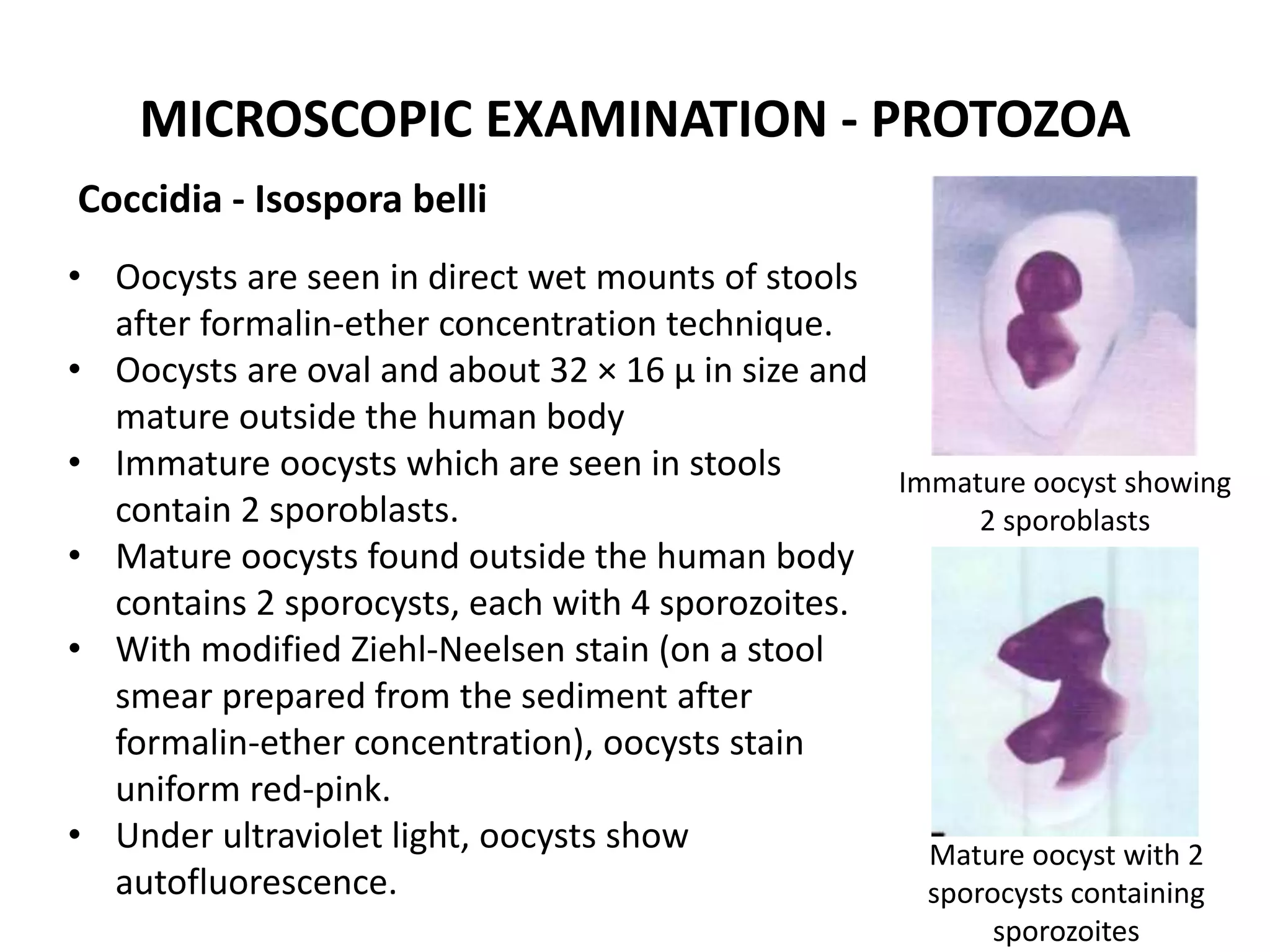 Stool Examination | PPTX