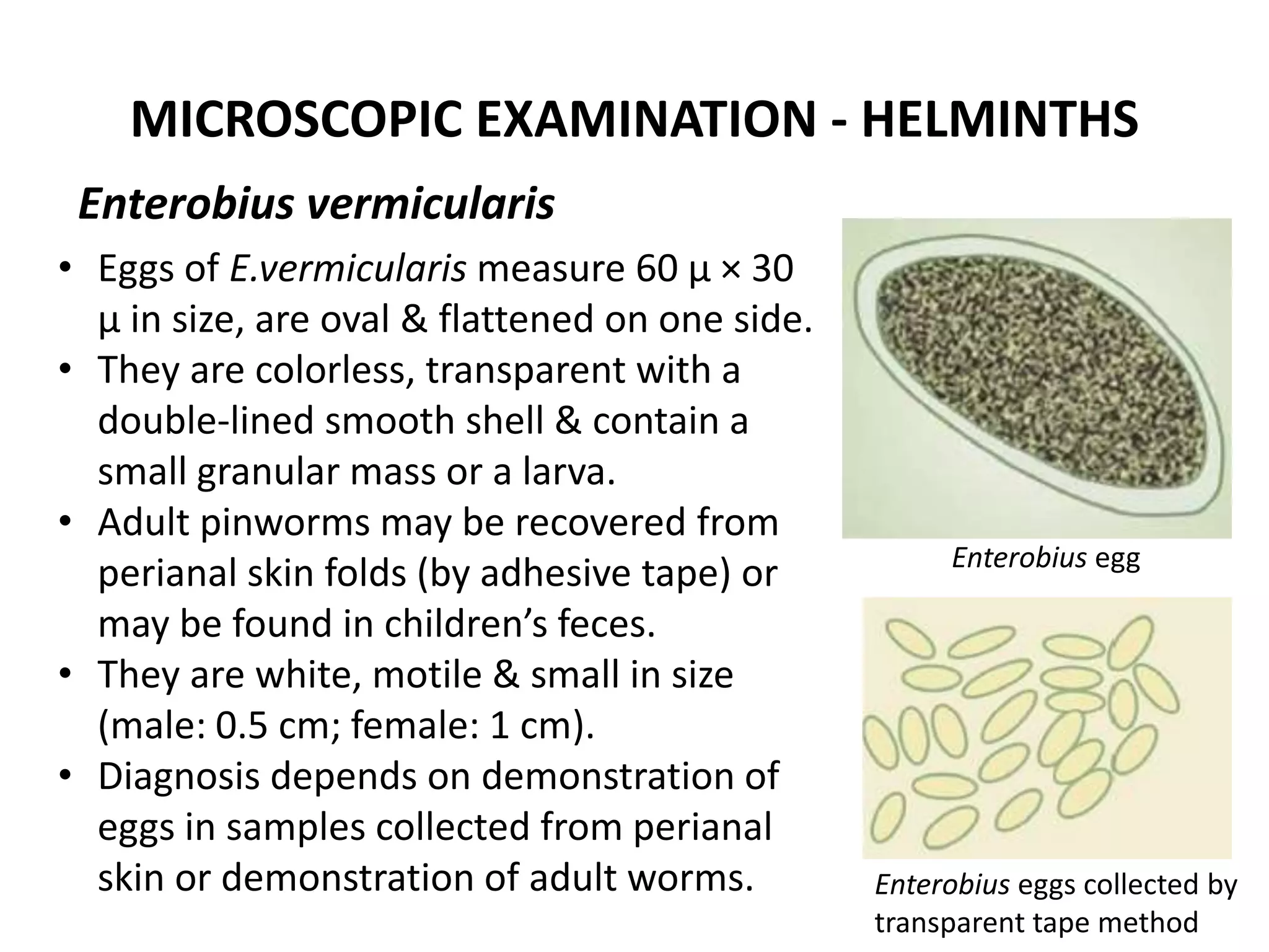 Stool Examination | PPTX