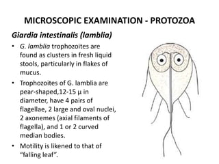 Stool Examination | PPTX