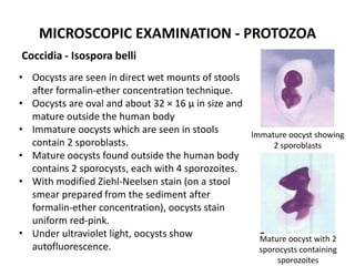 Stool Examination | PPTX