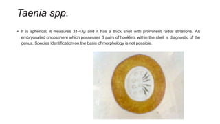 Stool examination | PPTX