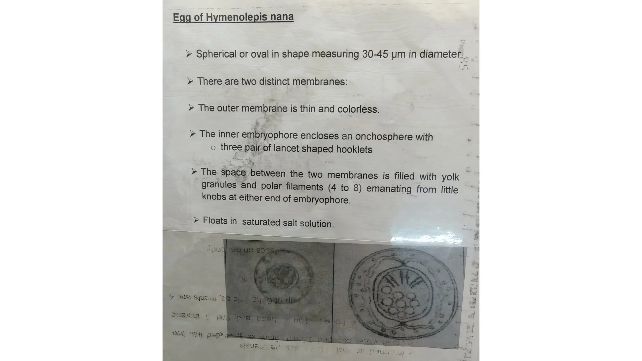 Stool examination microbiology mbbs 2nd .pptx