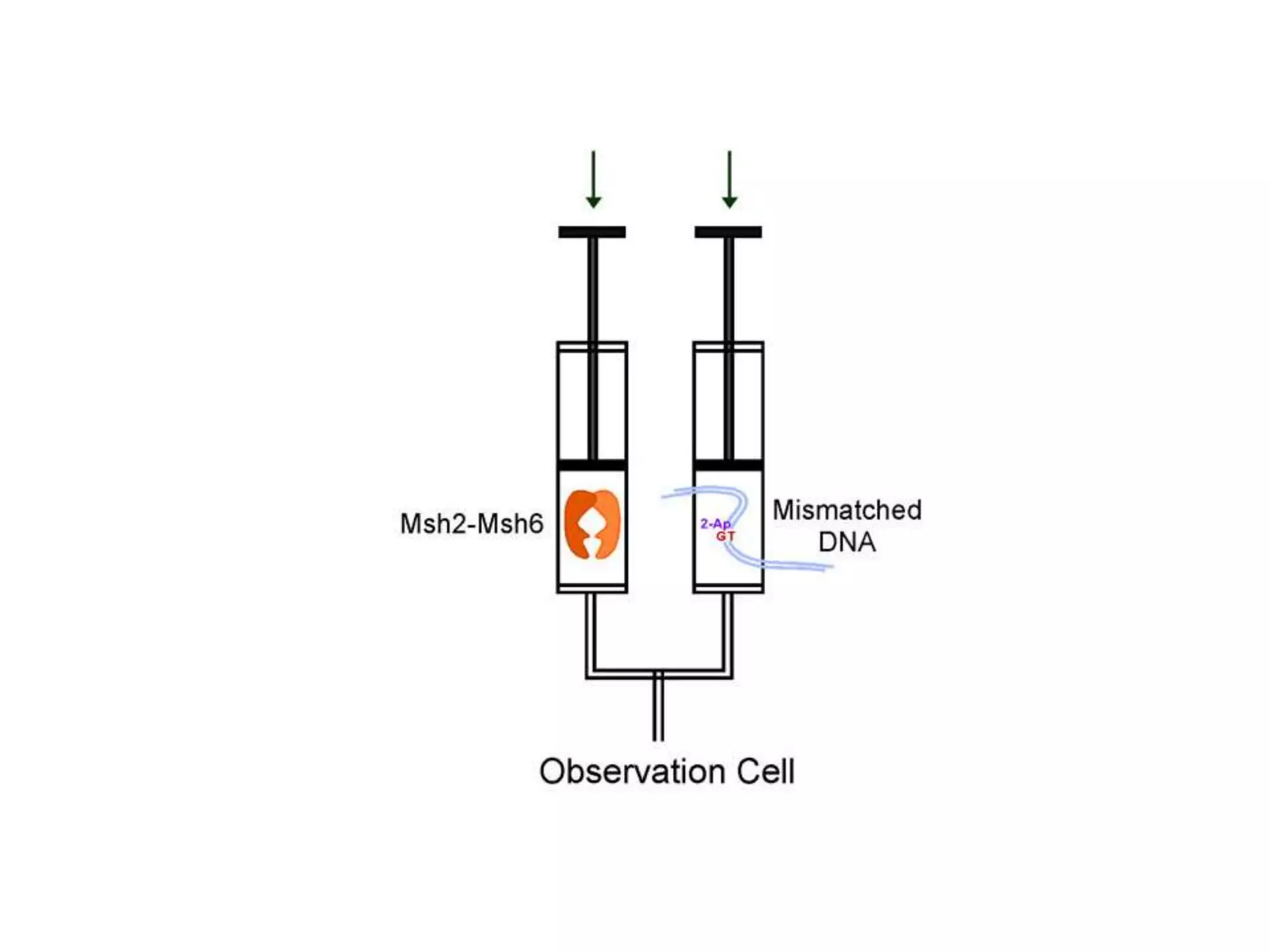Determining The Rate Of A Chemical Reaction Stopped Flow Techniques Pptx