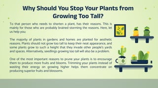 Stop Plants From Growing Tall | PPT