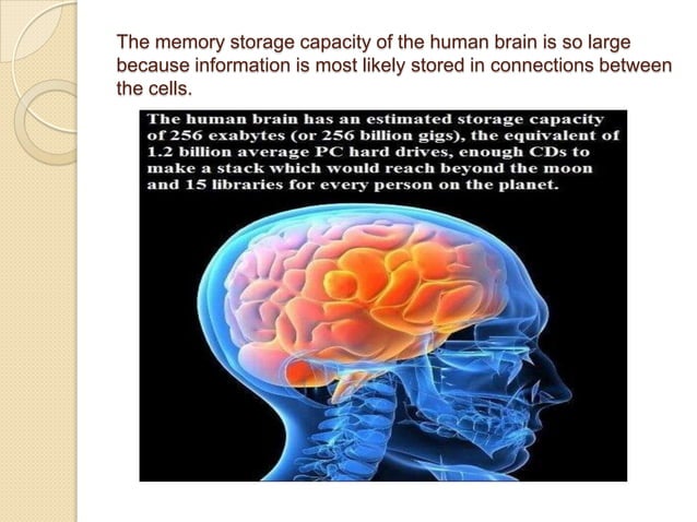 Memory Storage Capacity of Human Brain | PPTX | Brain and Nervous ...