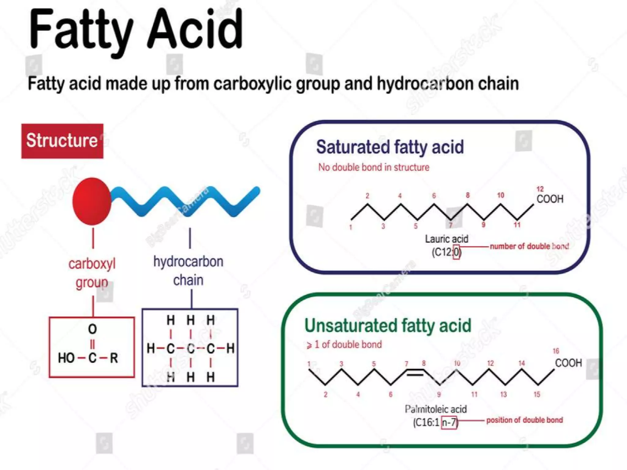Storage Lipids.pptx