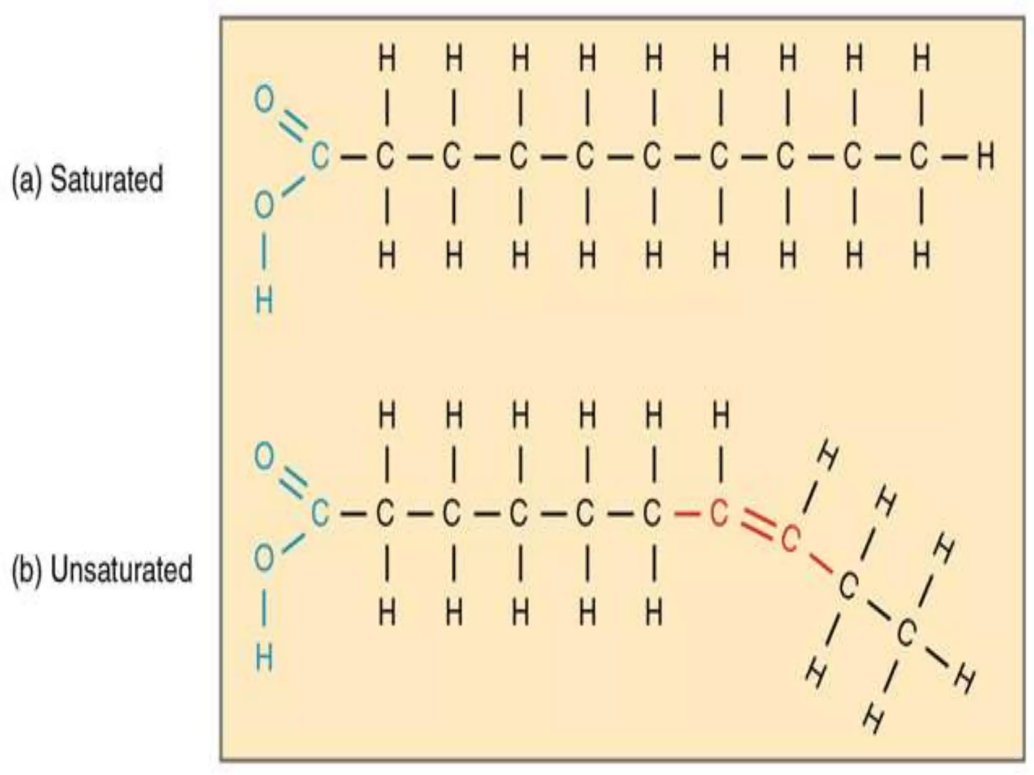 Storage Lipids.pptx