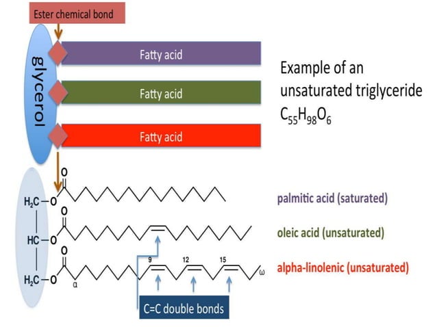 Storage Lipids.pptx