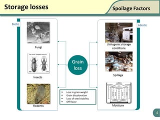 Storage engineering of grains and cereals.pptx