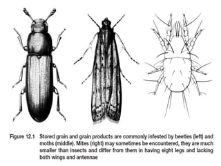 Storage pest management | PPTX