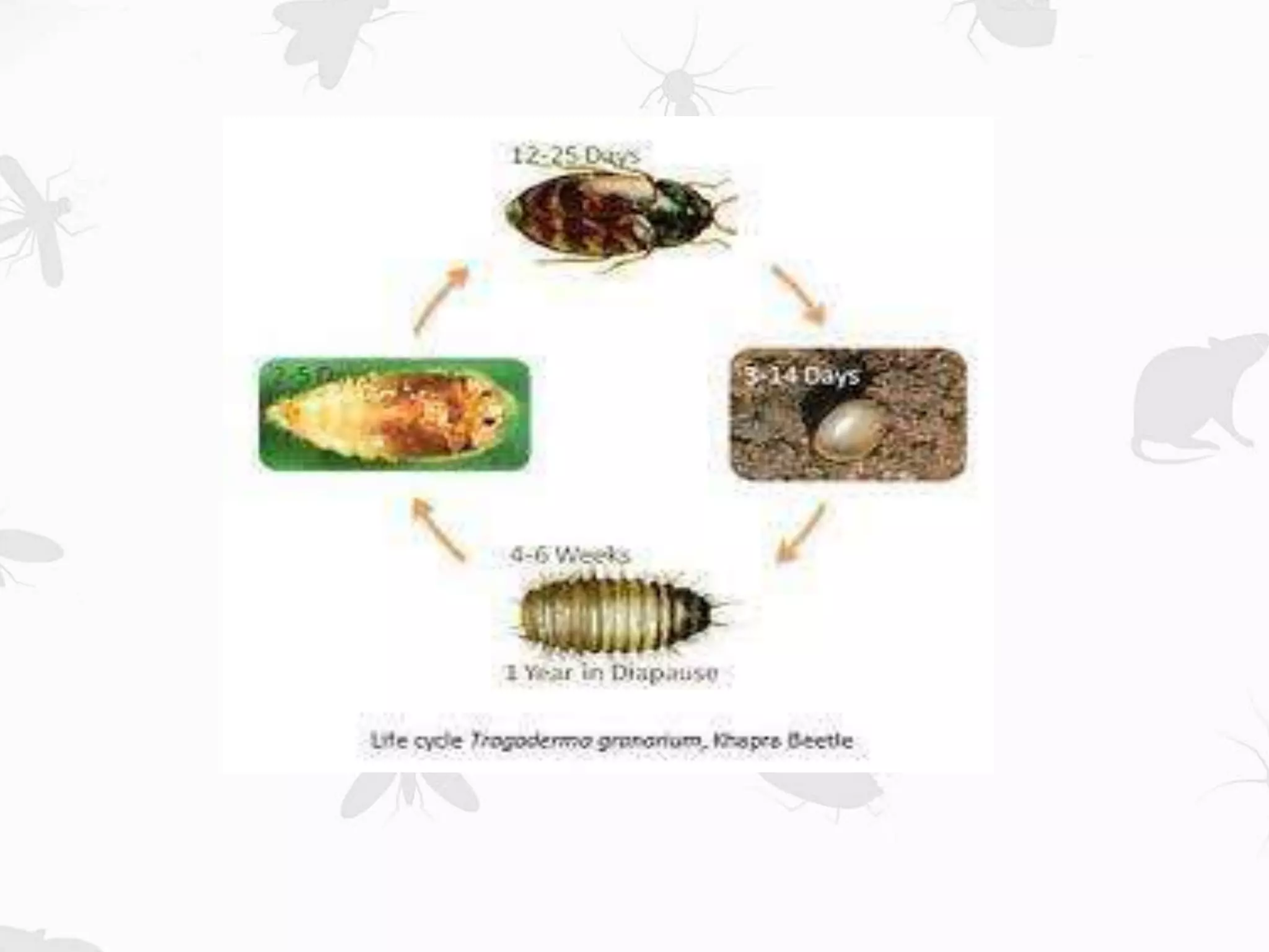 Storage Pests and Its Control.pptx