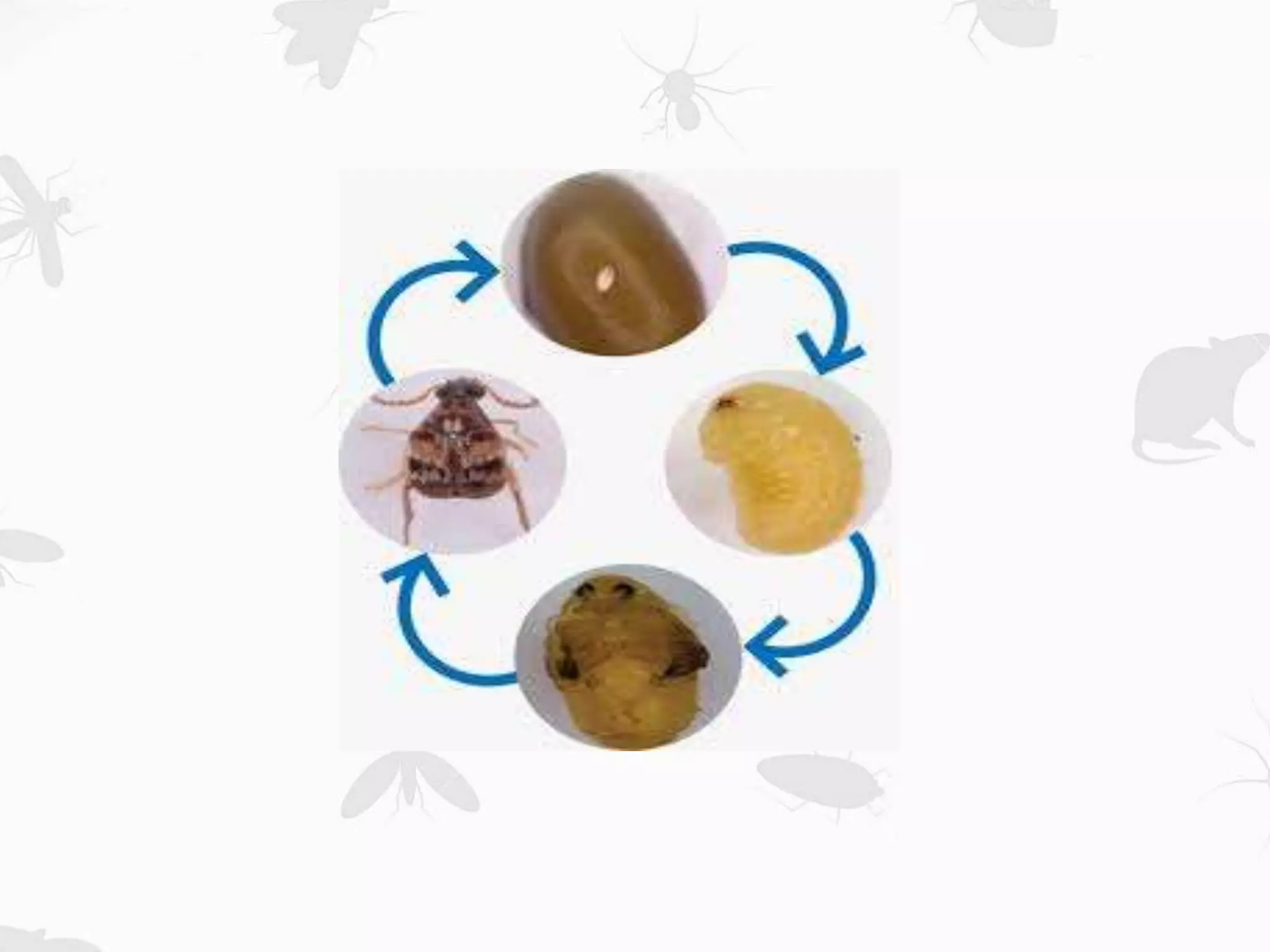 Storage Pests and Its Control.pptx