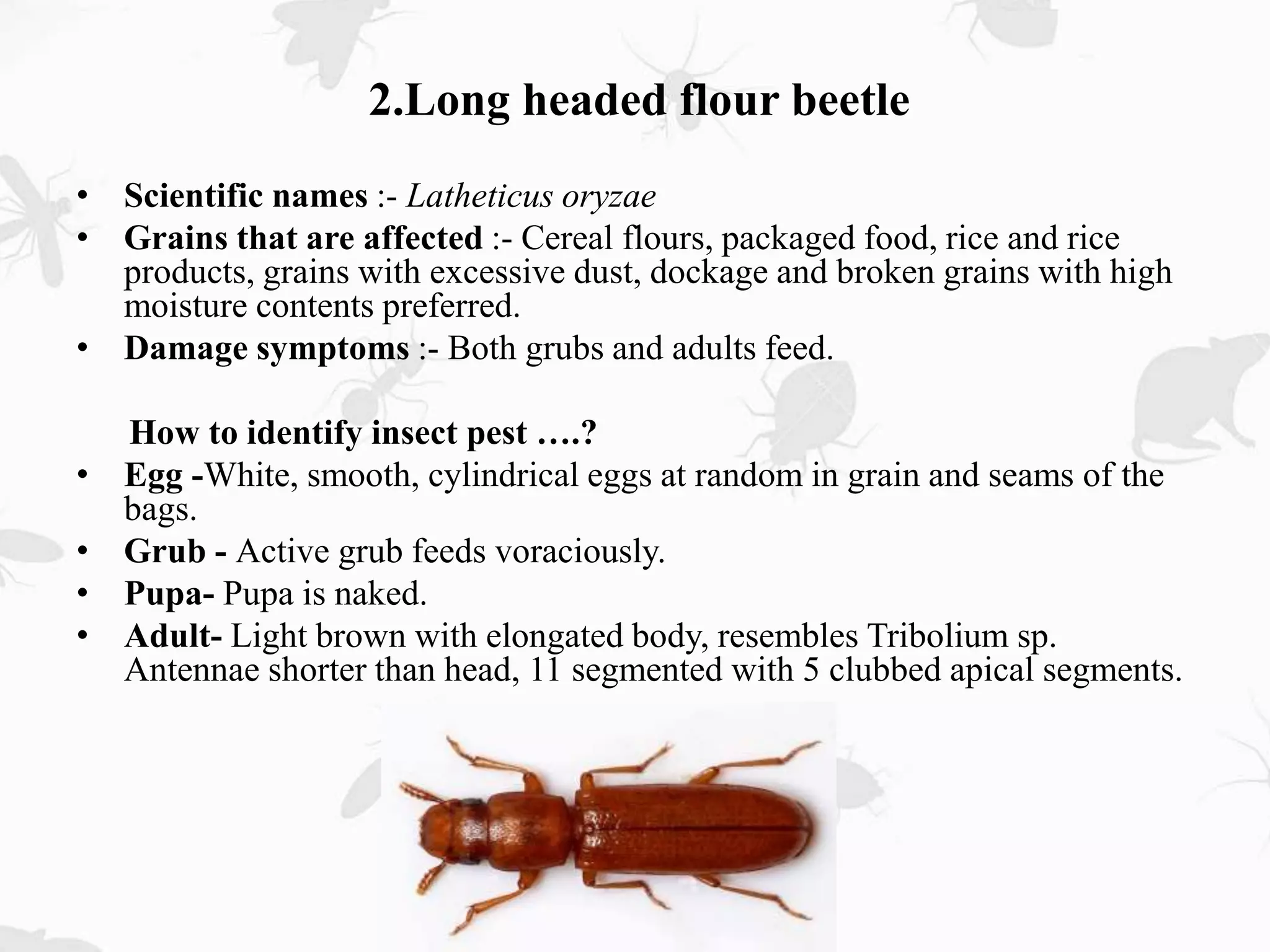 Storage Pests and Its Control.pptx
