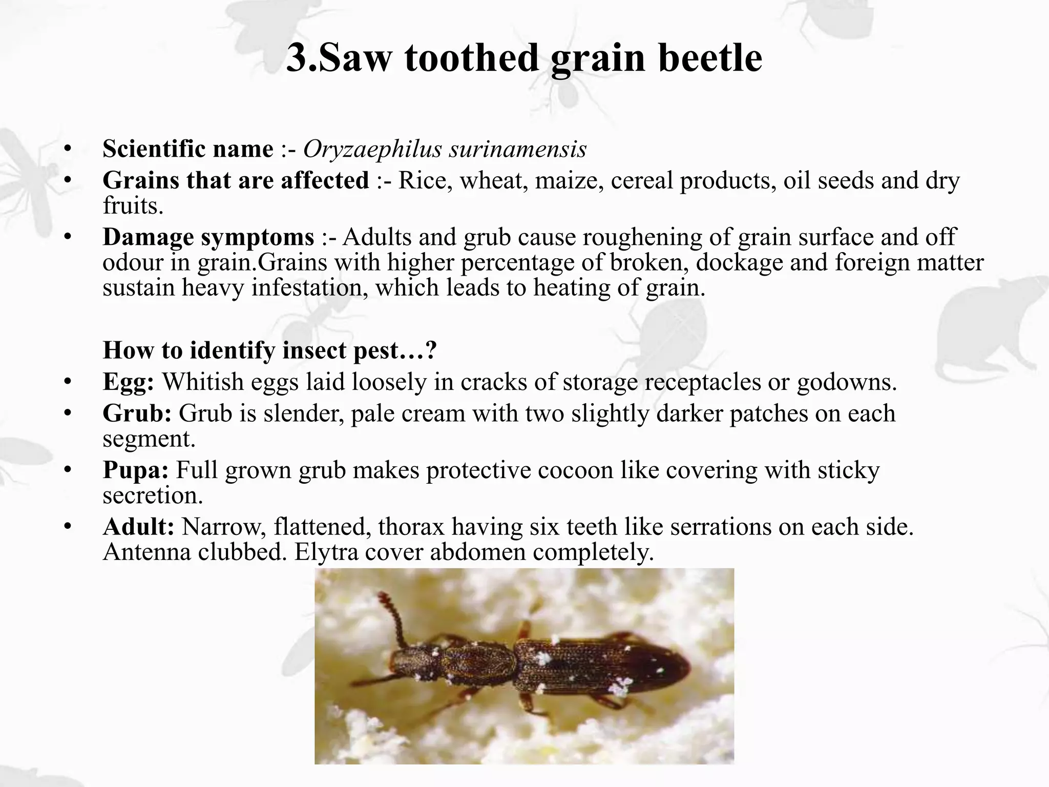 Storage Pests and Its Control.pptx